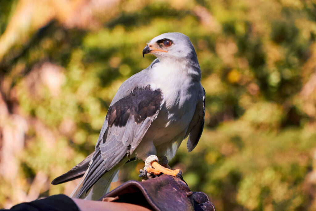 VIP Programs – Belize Raptor Center
