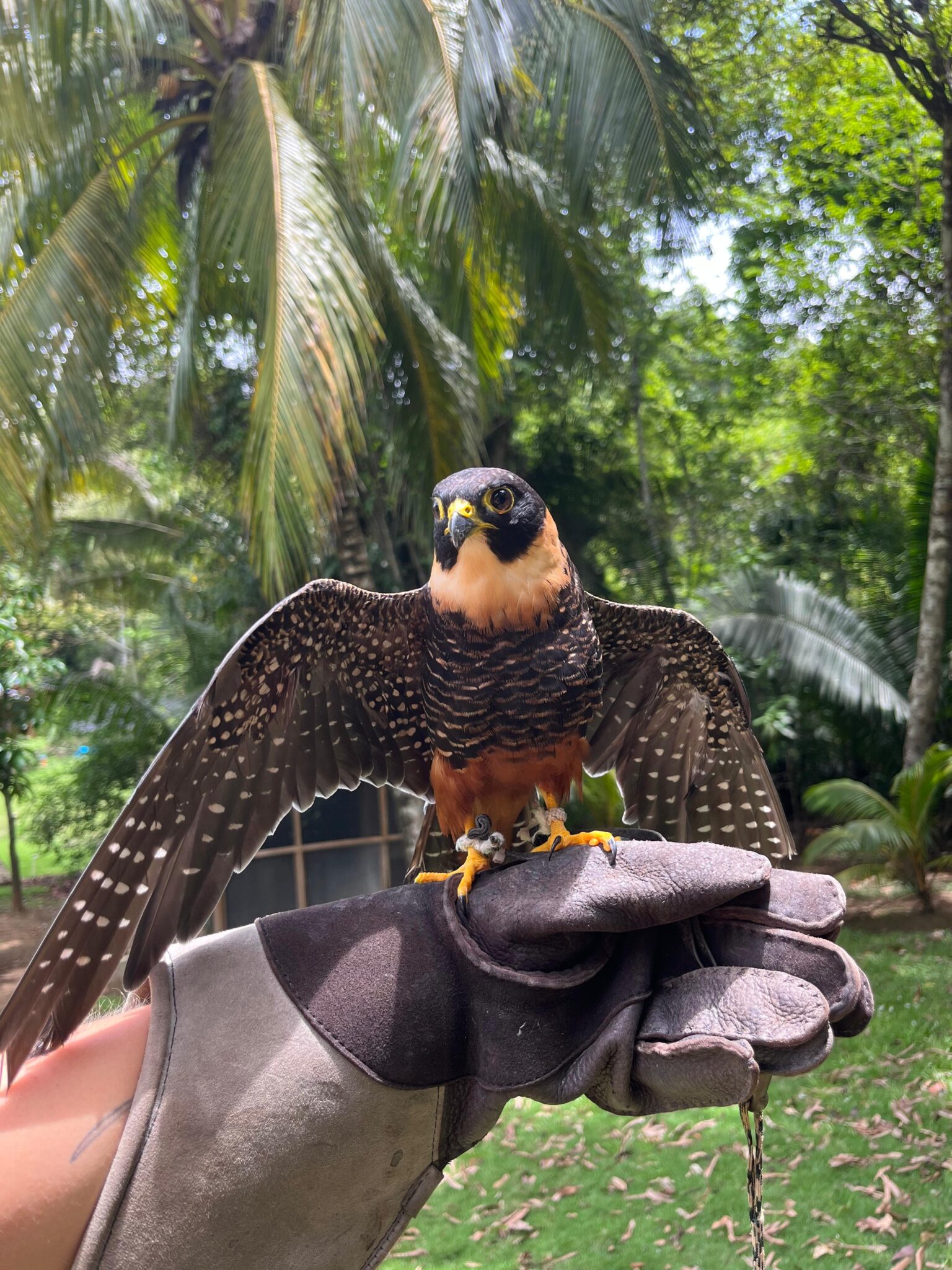 Meet the Birds – Belize Raptor Center