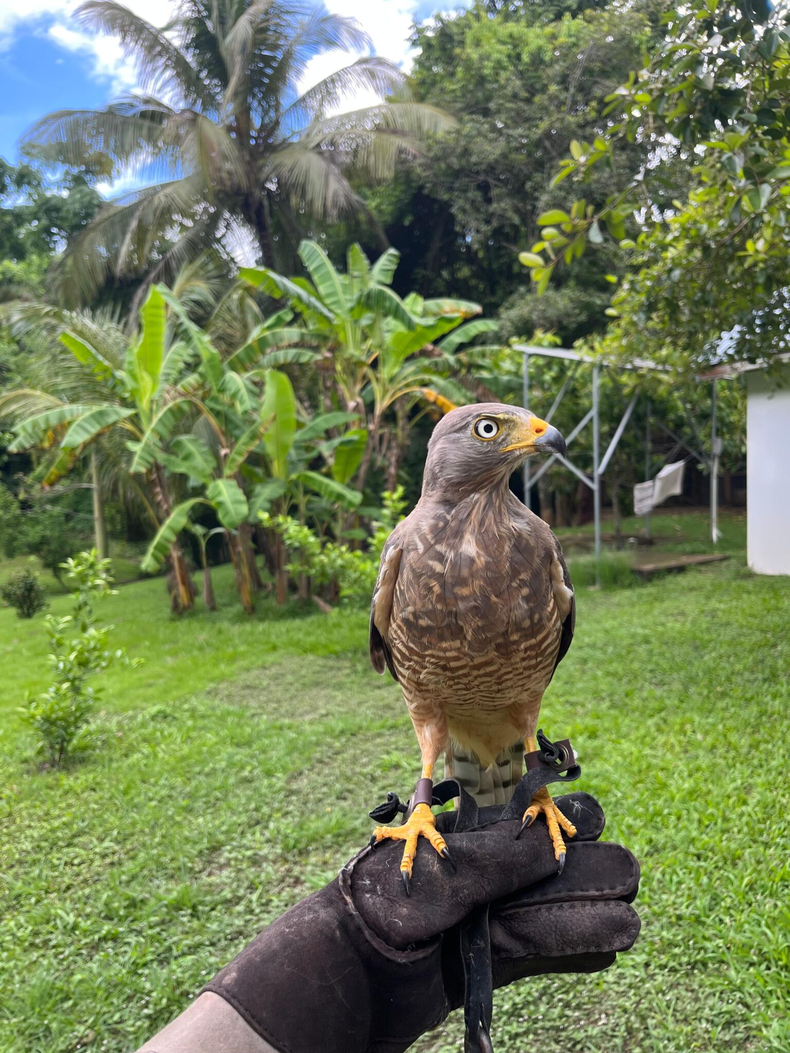 Adopt A Bird – Belize Raptor Center